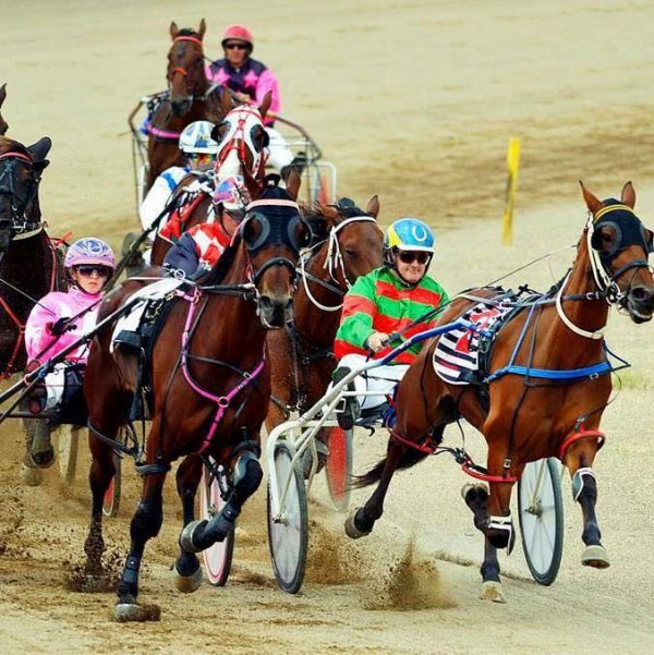Harness Racing – Maitland Showground | Events, Markets, Camping
