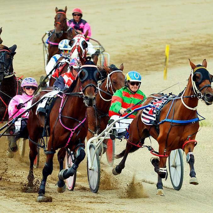 Harness Racing – Maitland Showground | Events, Markets, Camping