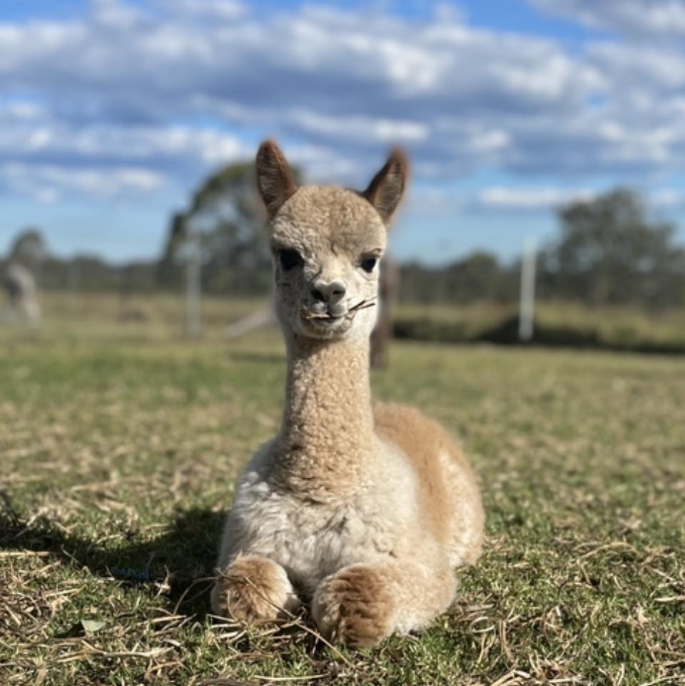 Competitions – Maitland Showground | Events, Markets, Camping